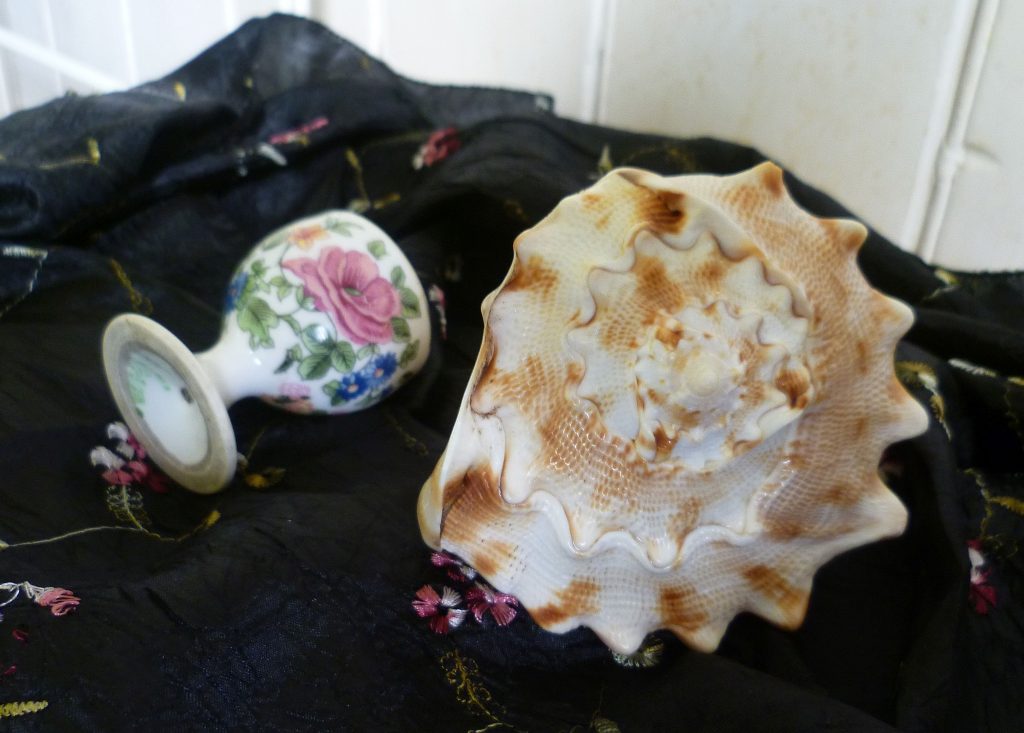 The Beauty of Sea Shells – Elizabeth Hawksley