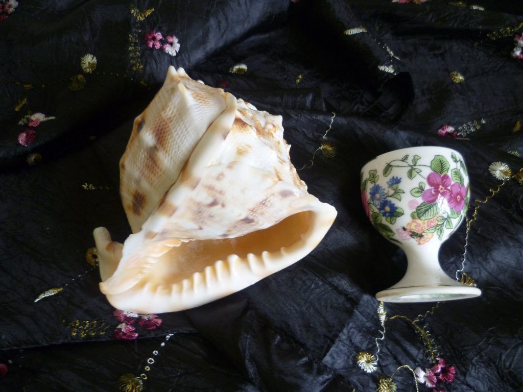 The Beauty of Sea Shells – Elizabeth Hawksley