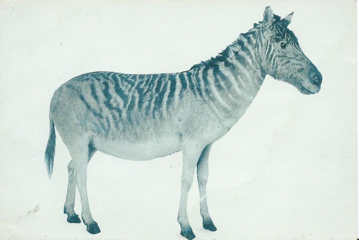 Losing the Quagga – Elizabeth Hawksley